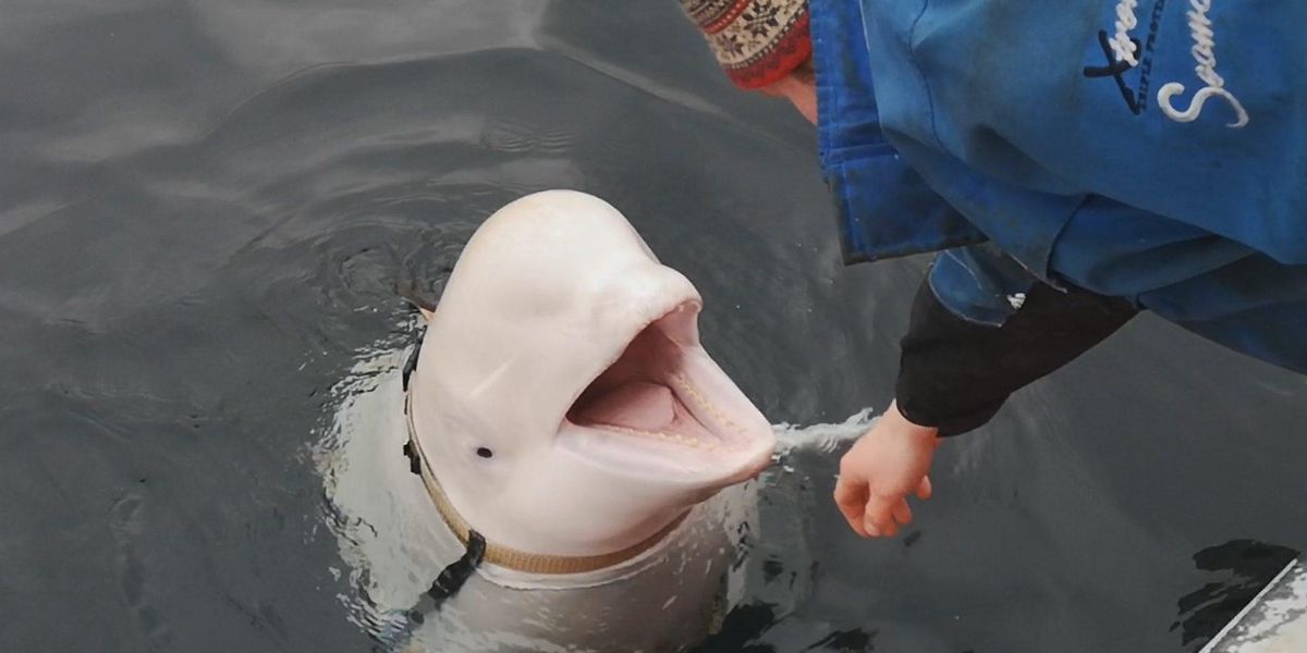 Beluga-Wal Hvaldimir war wohl doch kein russischer Spion | Tages-Anzeiger