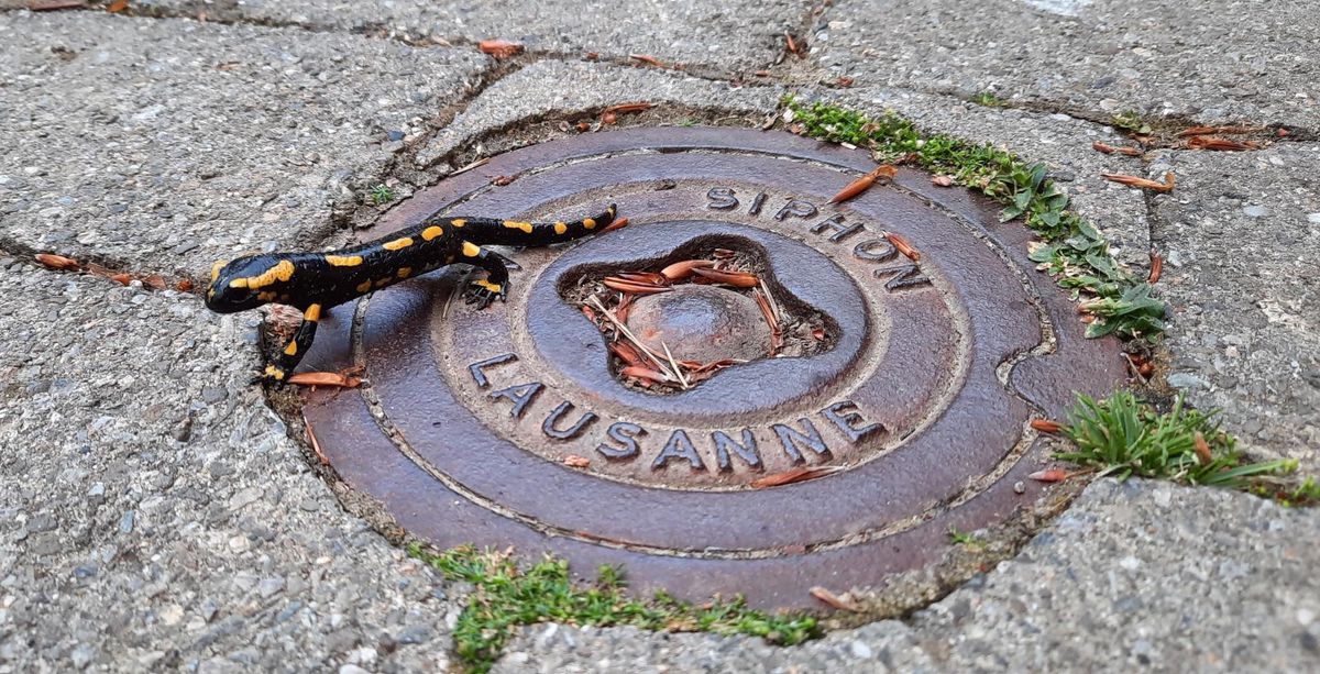 Biodiversité à Lausanne: La population appelée à observer la faune et ...