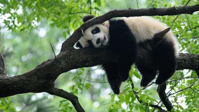 Bioéthanol: L'énergie du futur dans le caca des pandas? - Le Matin