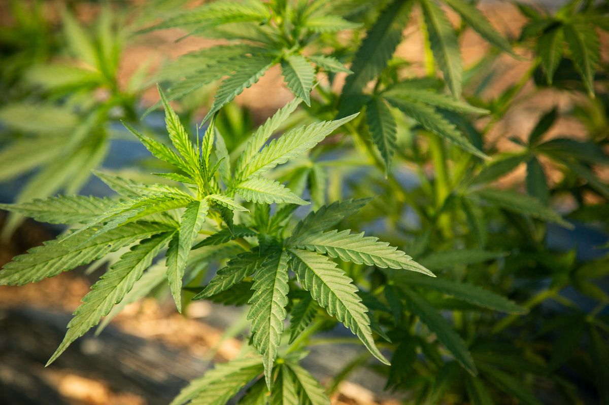 Hanf-Firma «ausgeraubt»: Gefängnis nach fingiertem Überfall mit ...