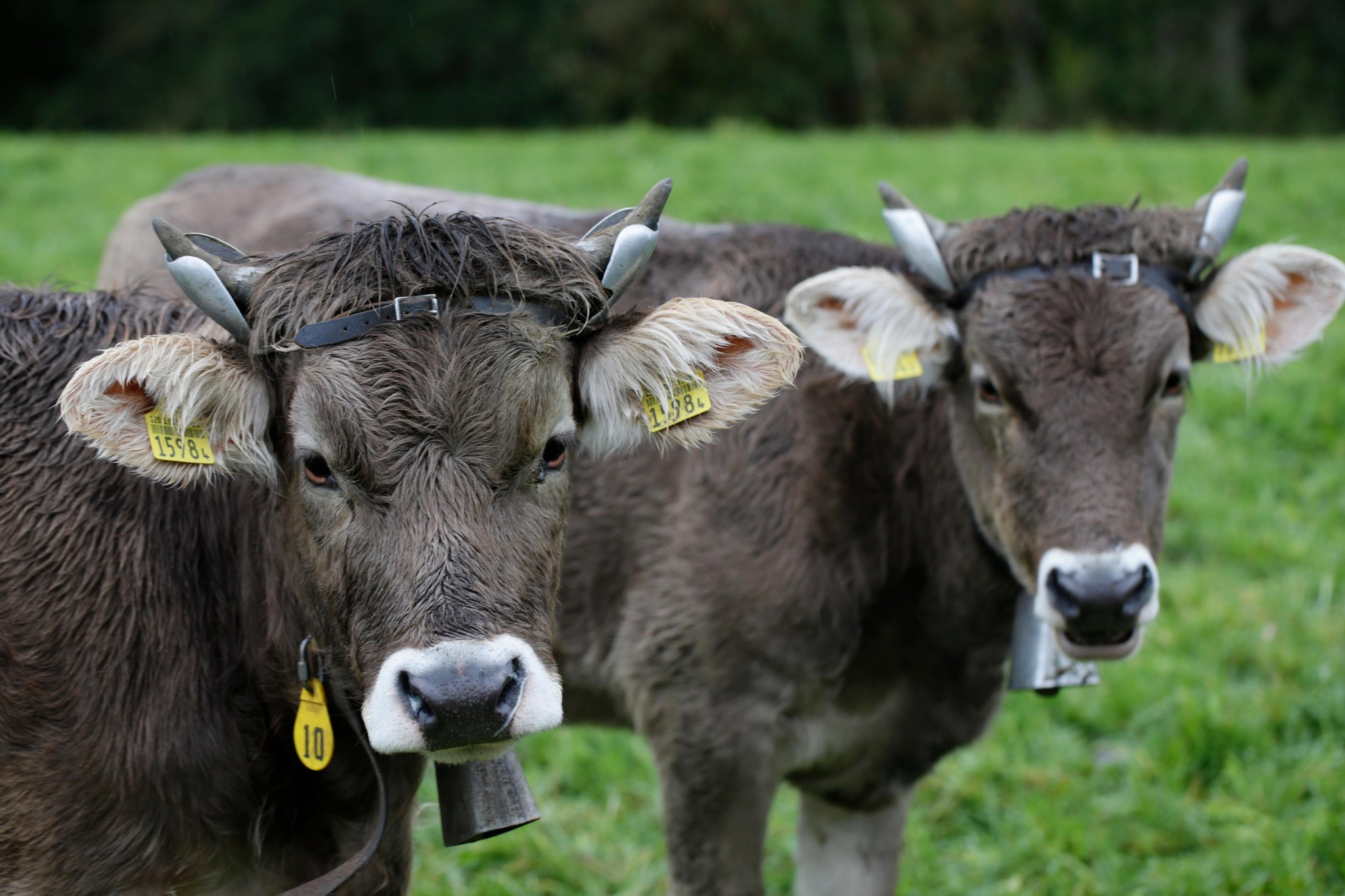 Parlement: L’idée d’un «franc pour les cornes» des vaches refait ...