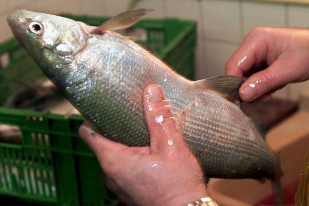 Lacs suisses – Un tiers des espèces de poissons a disparu | Tribune de ...