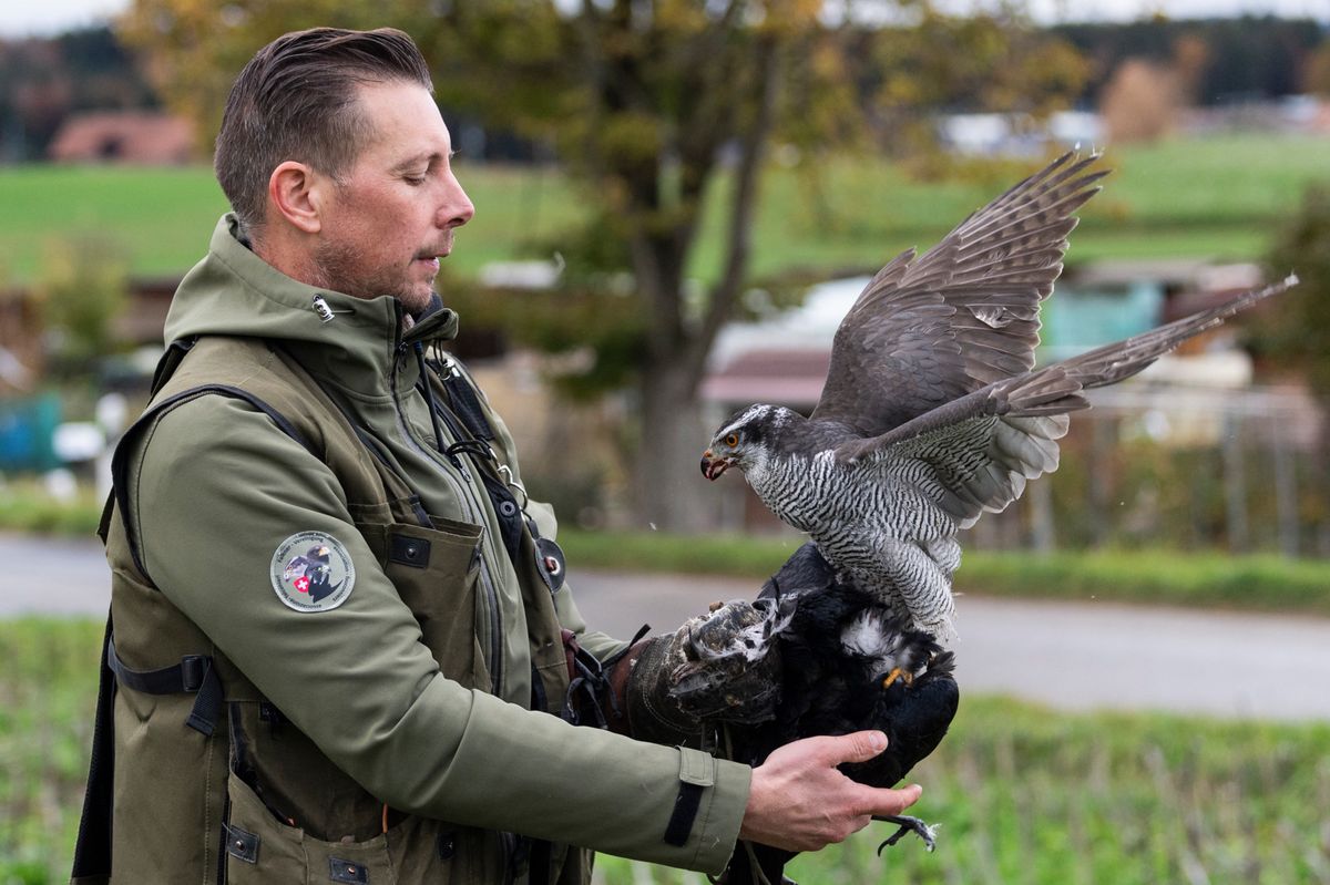 Falkner in Walkringen: Mit Habicht Housi auf Beizjagd | Berner Zeitung