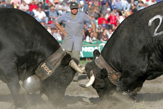 Valais – L'écho de la finale des combats de reines sera planétaire ...