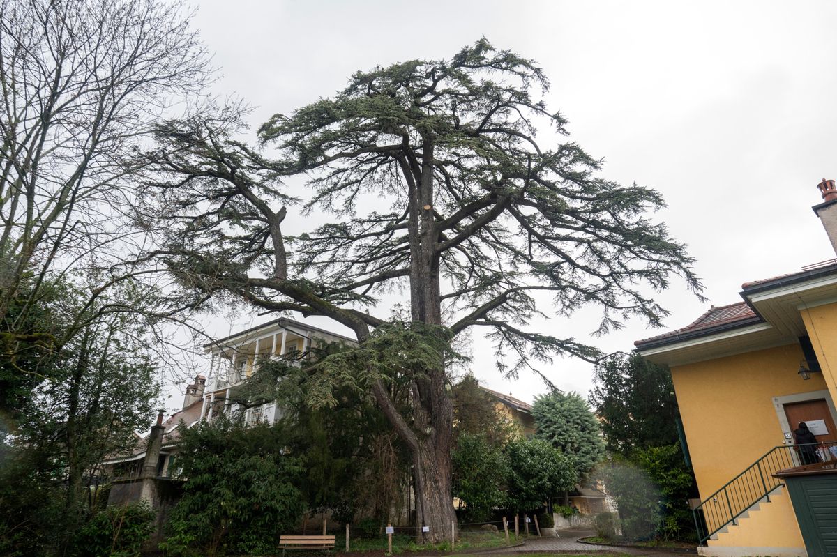 Paudex: L’emblématique cèdre de la Campagne Marcel sera abattu