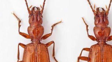 Serbien: Weiteres Insekt erhält den Namen von Tennis-Star Novak ...