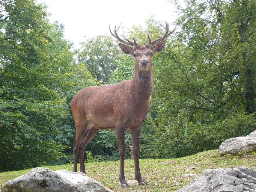 Der Hirsch hat ein Götti-Problem | Berner Zeitung