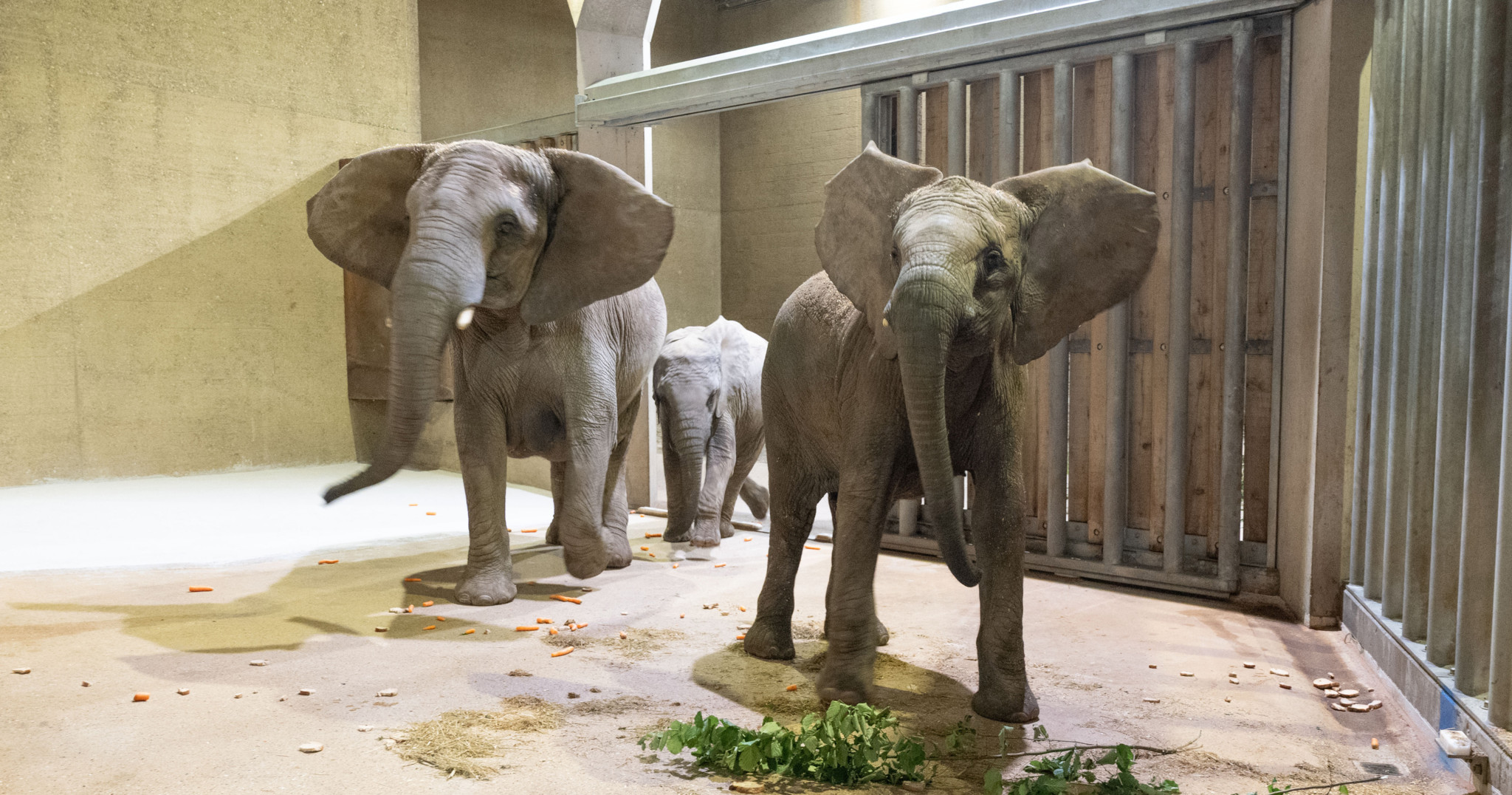 Zoo Basel: Drei neue Elefanten aus Wuppertal eingetroffen