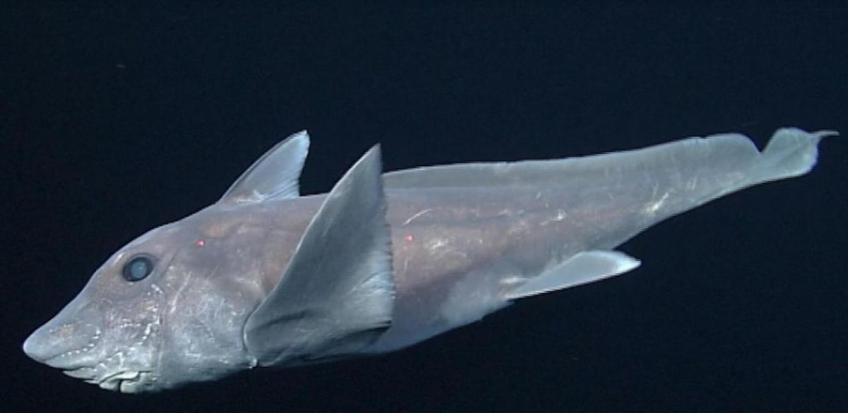 Pour la première fois – Un «requin fantôme» filmé dans les abysses - L ...