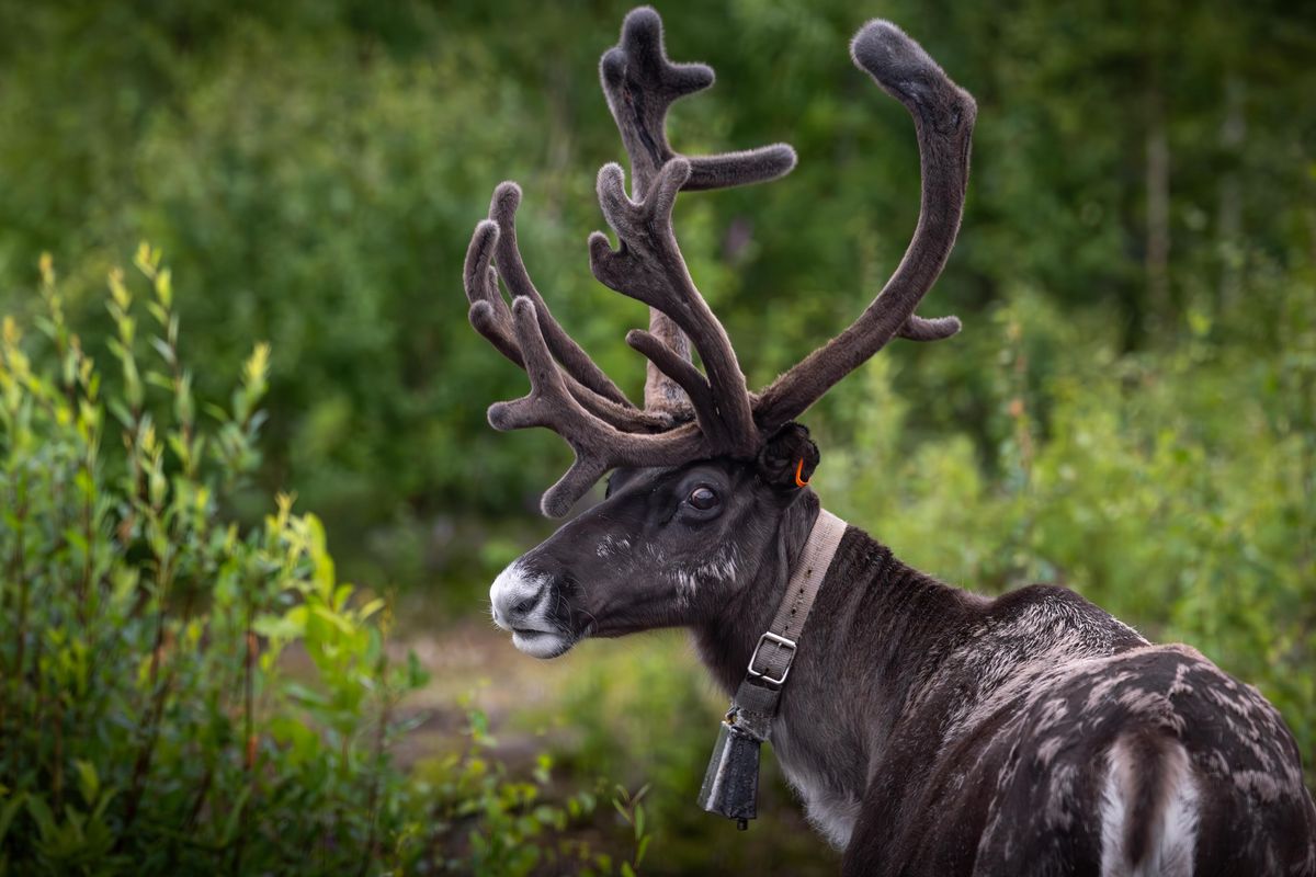 Ferien in Schweden: mit der Inlandsbanan zum Polarkreis | Tages-Anzeiger