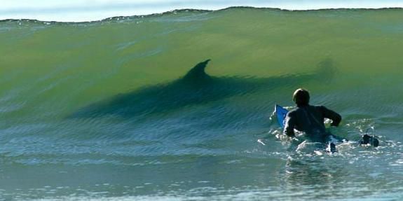 Australie – Un surfer dévoré par un requin - L'essentiel