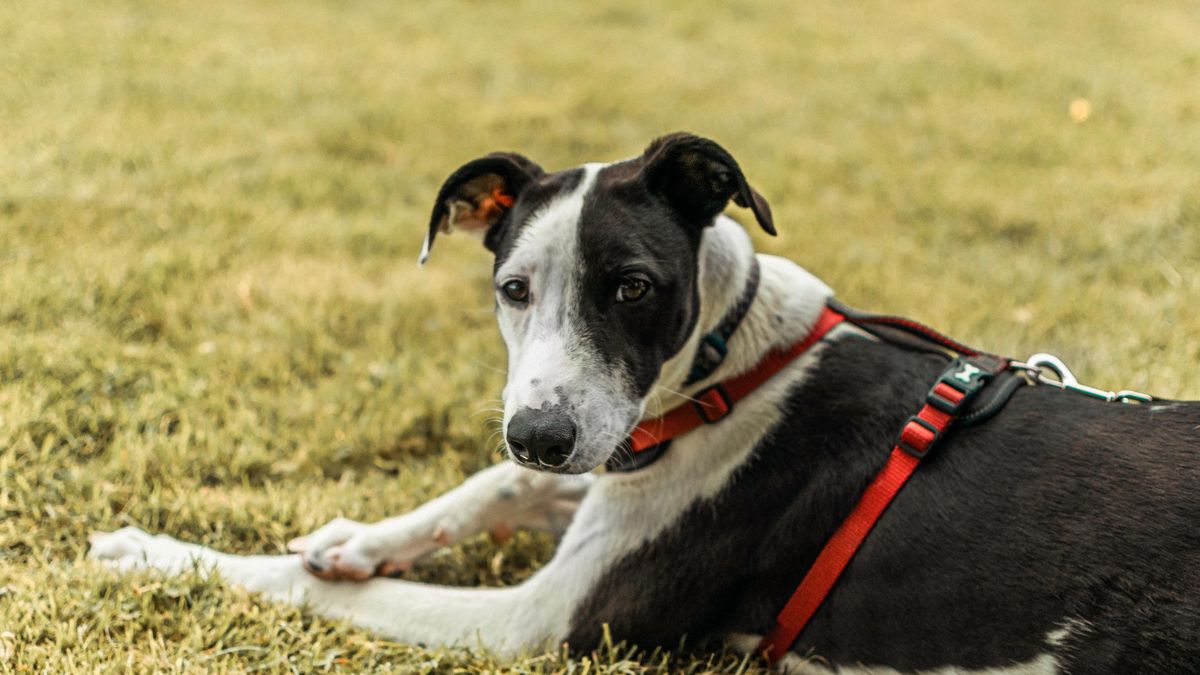 Iran: Spazierengehen mit Hunden ist demnächst gesetzwidrig - L'essentiel