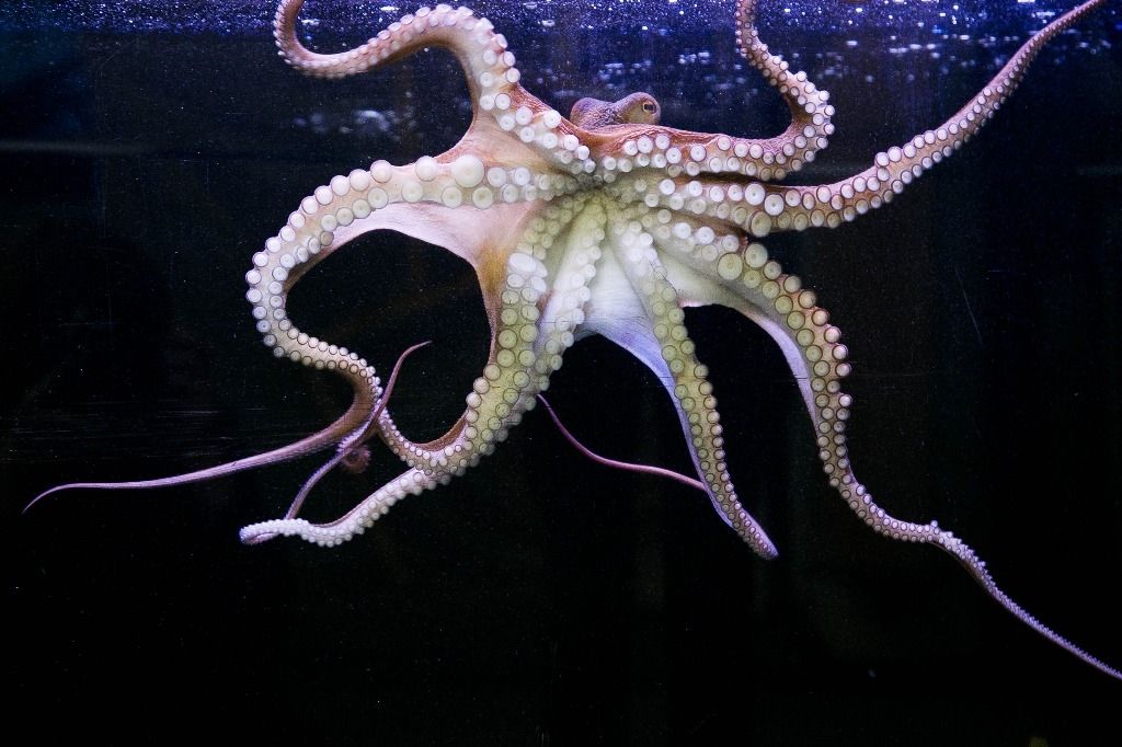 Der Oktopus beherrscht die Kunst der Zukunftsplanung | Basler Zeitung