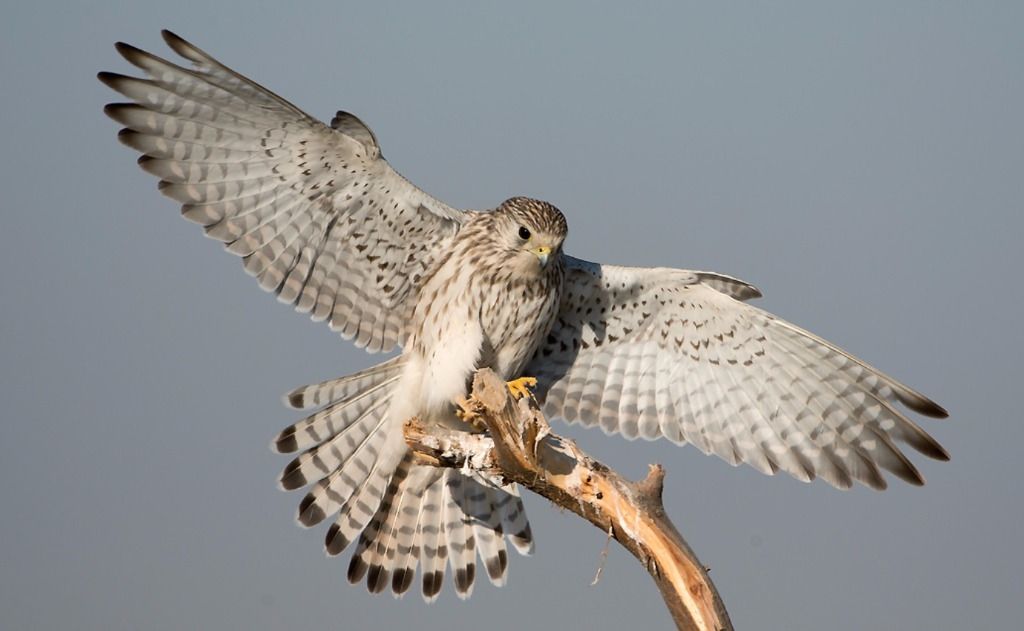 Un rapace protégé abattu près de Zurich | 24 heures
