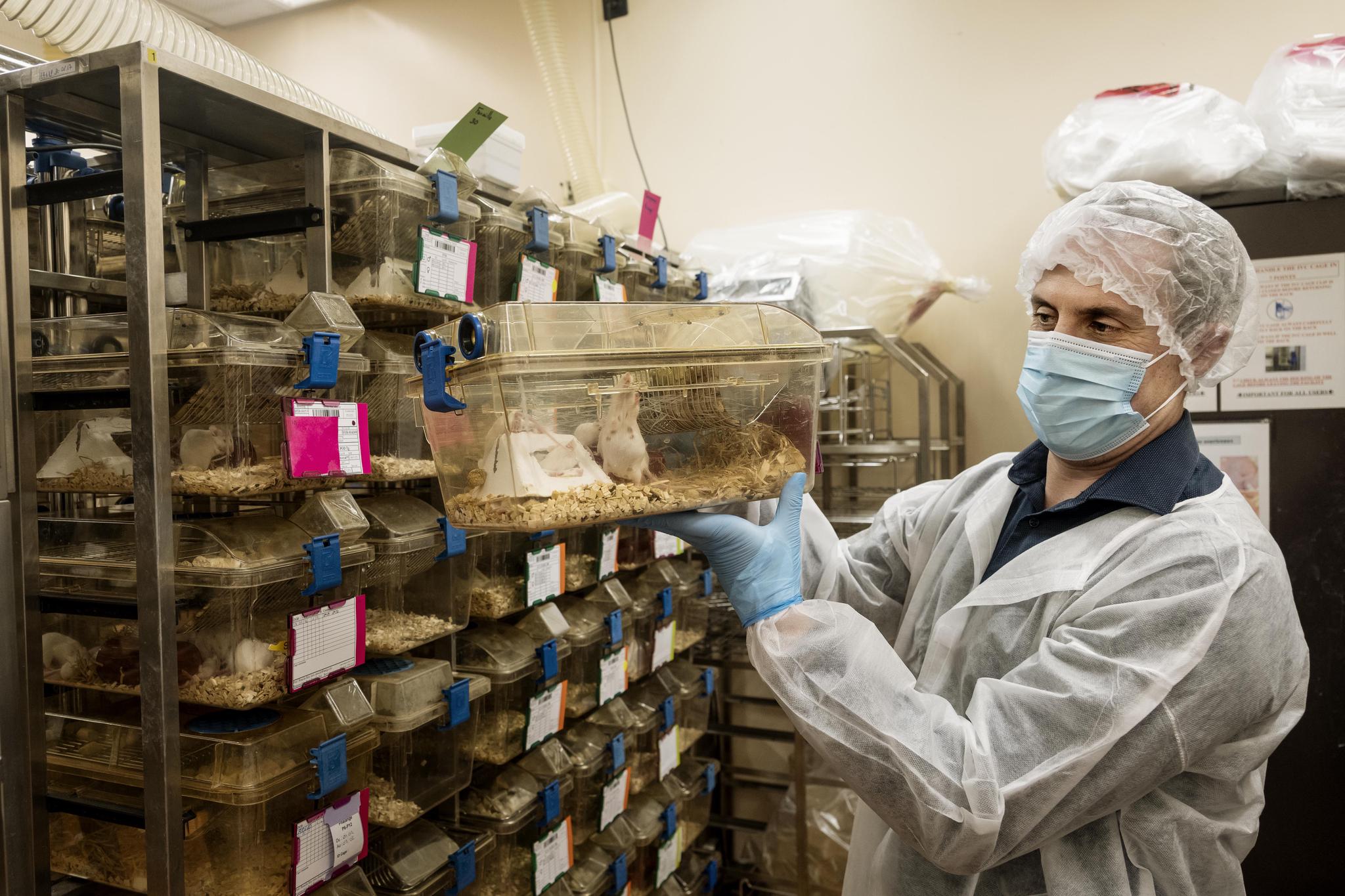 Expérimentation animale – Voici à quoi sert une souris de laboratoire ...