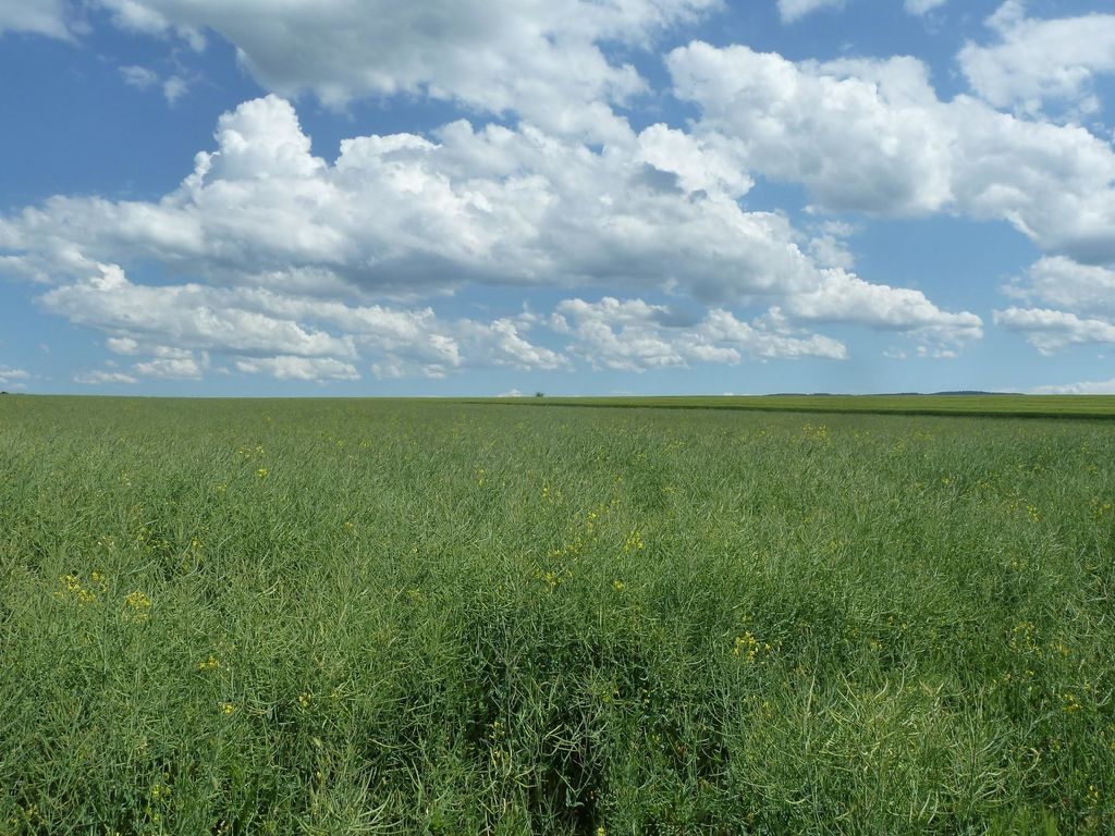 Die Weite der Weide | Berner Zeitung