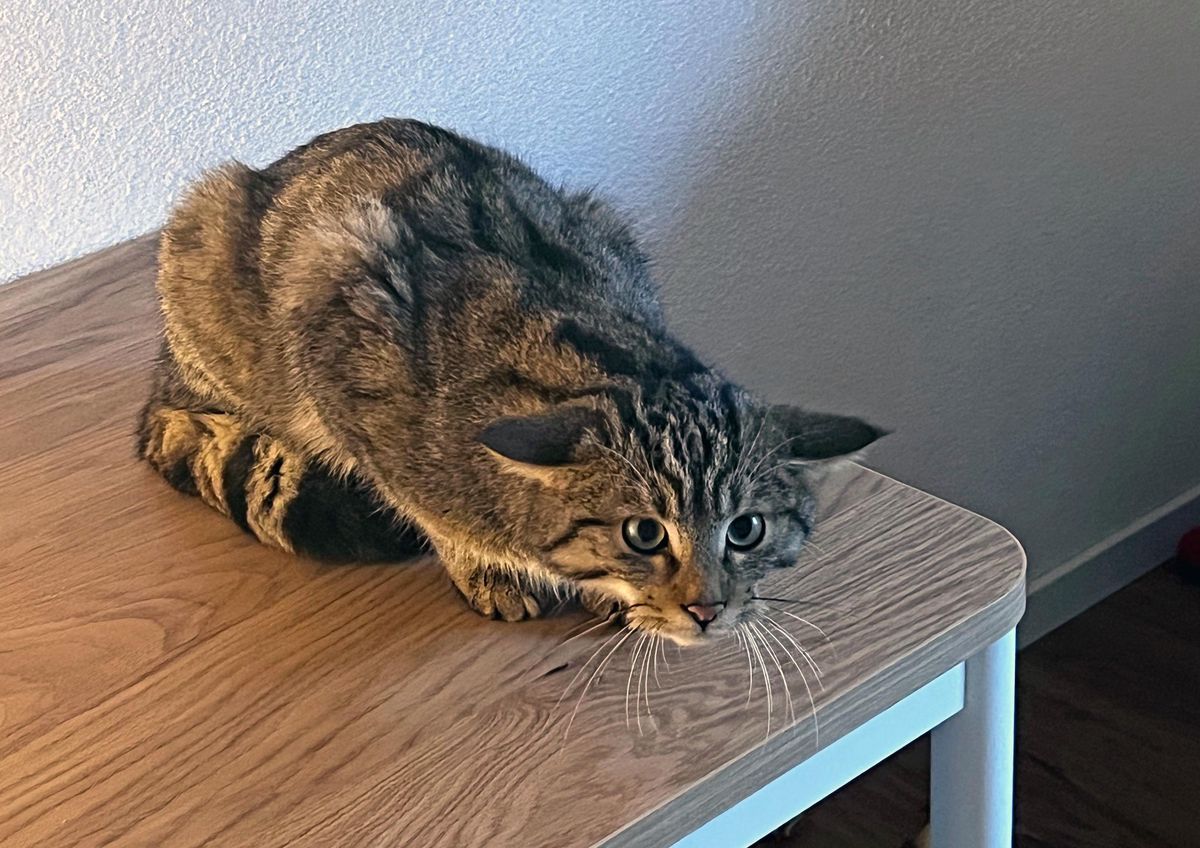 Histoire naturelle insolite: Les trois chatons étaient bien des chats ...
