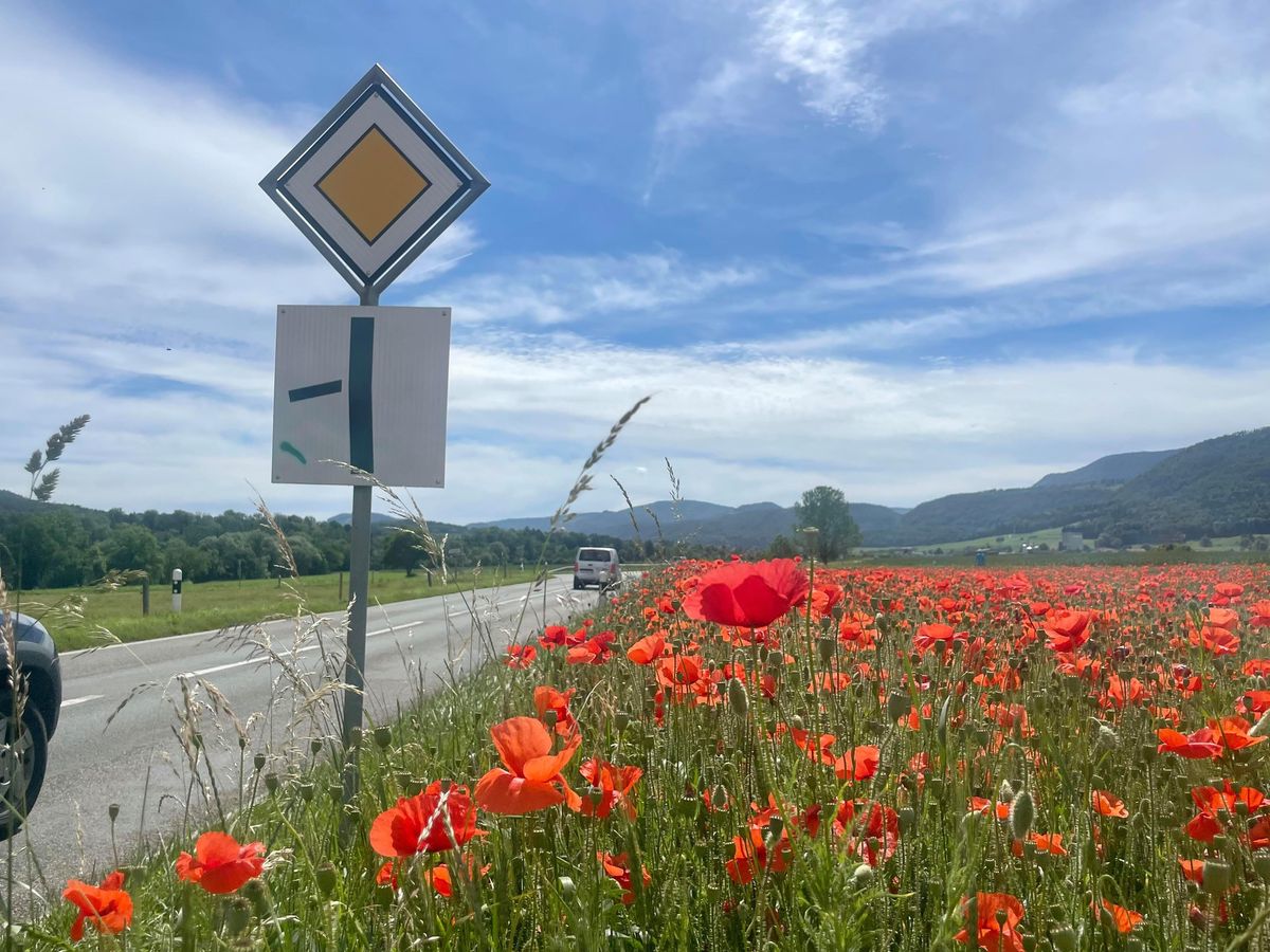 Fauchées sur une route rectiligne - Le Matin