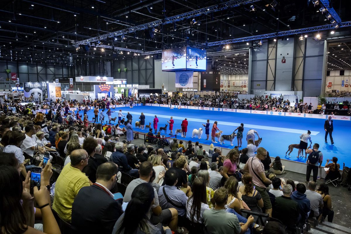 Exposition canine à Palexpo: Les plus beaux chiens du monde ont été ...