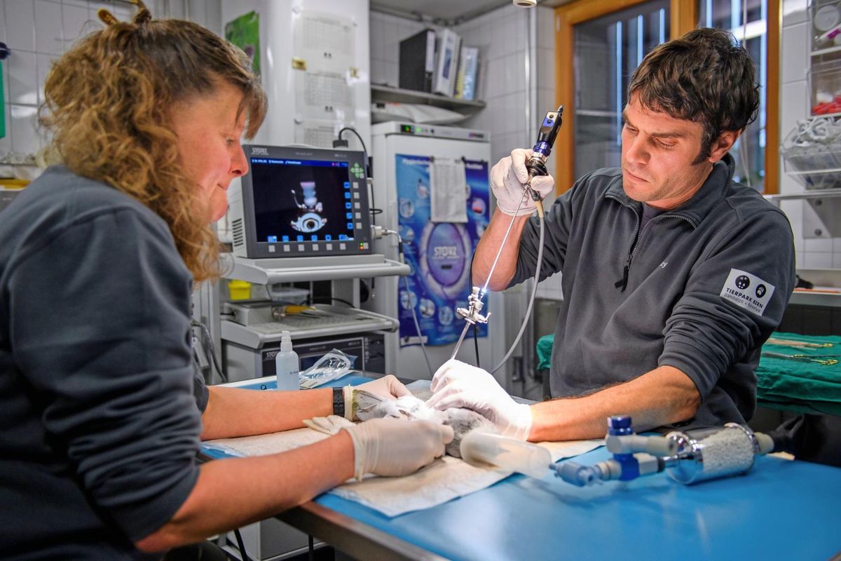 Hier kommen Tiere unter das Messer | Berner Zeitung
