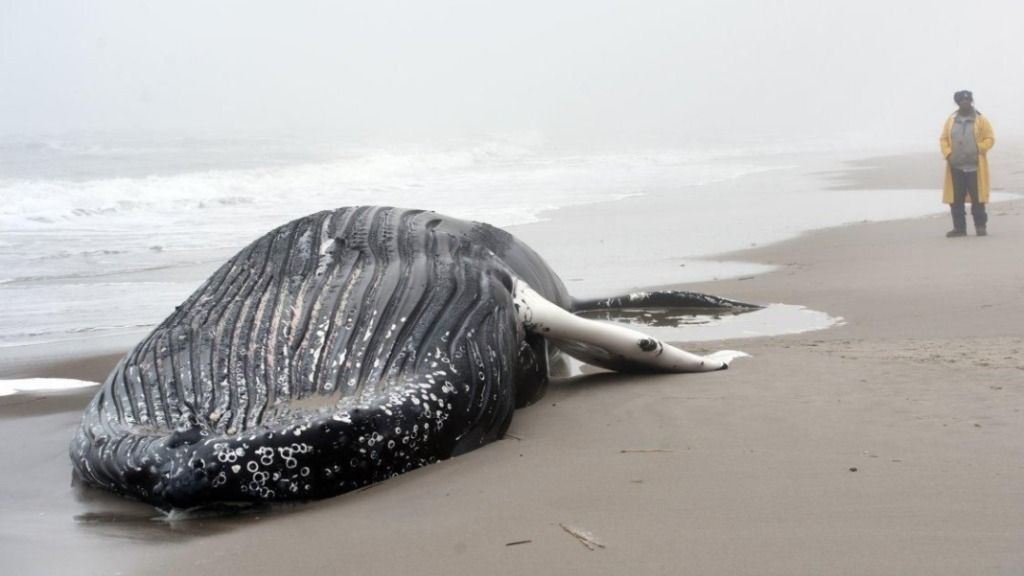Toter Buckelwal in New York an die Küste gespült | Berner Zeitung