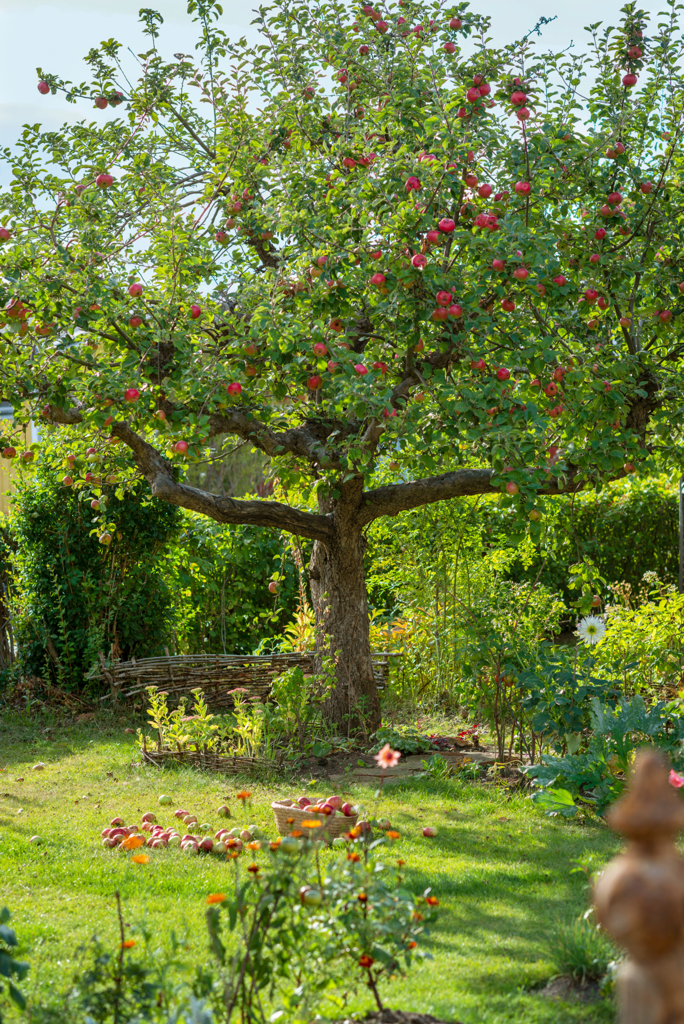 Seltene Obstbaume Fur Den Garten