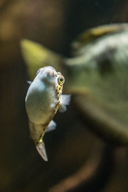 Vie des bêtes: Le zoo de Bâle introduit un poisson gonflé - Le Matin
