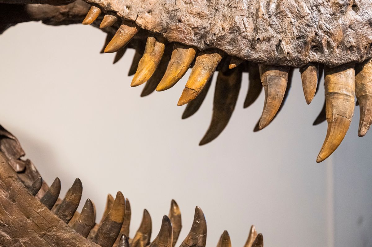 T-Rex Trinity: Der Riesendinosaurier steht nun im Sauriermuseum in ...