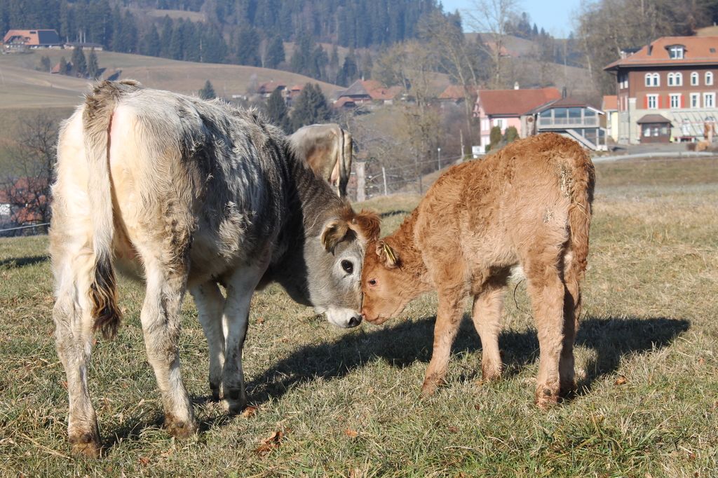 Kanton will Berner Bauern grüner machen | Berner Zeitung