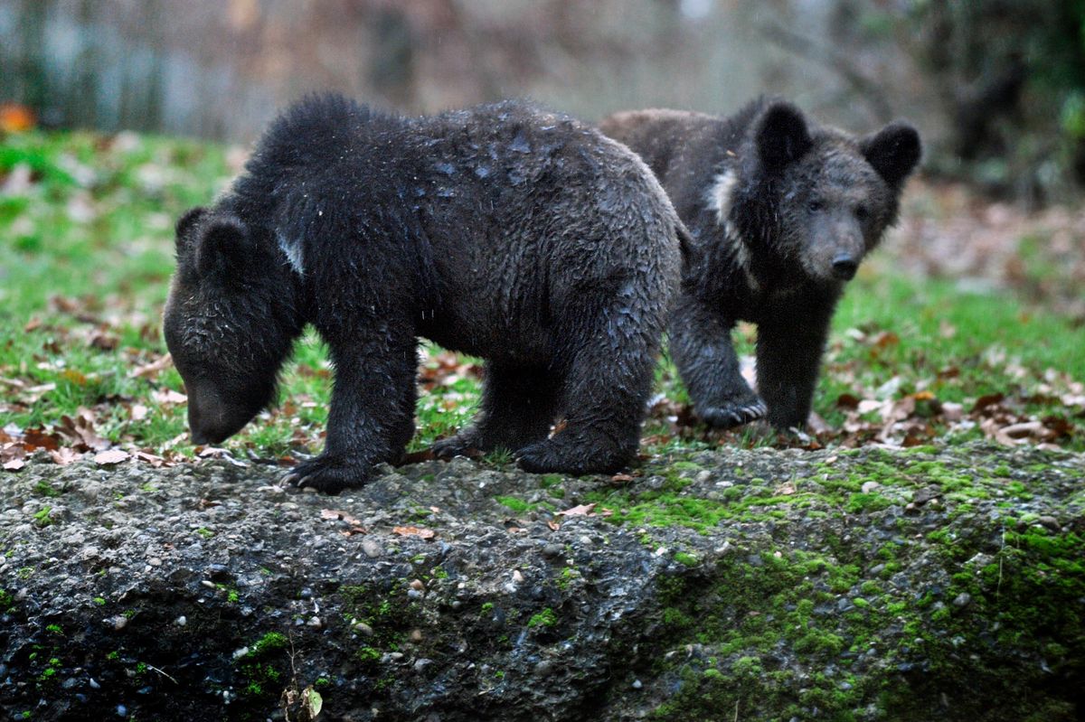 Staatsbesuche in Bern: Als Adolf Ogi Jiang Zemin mit einem Bergkristall ...