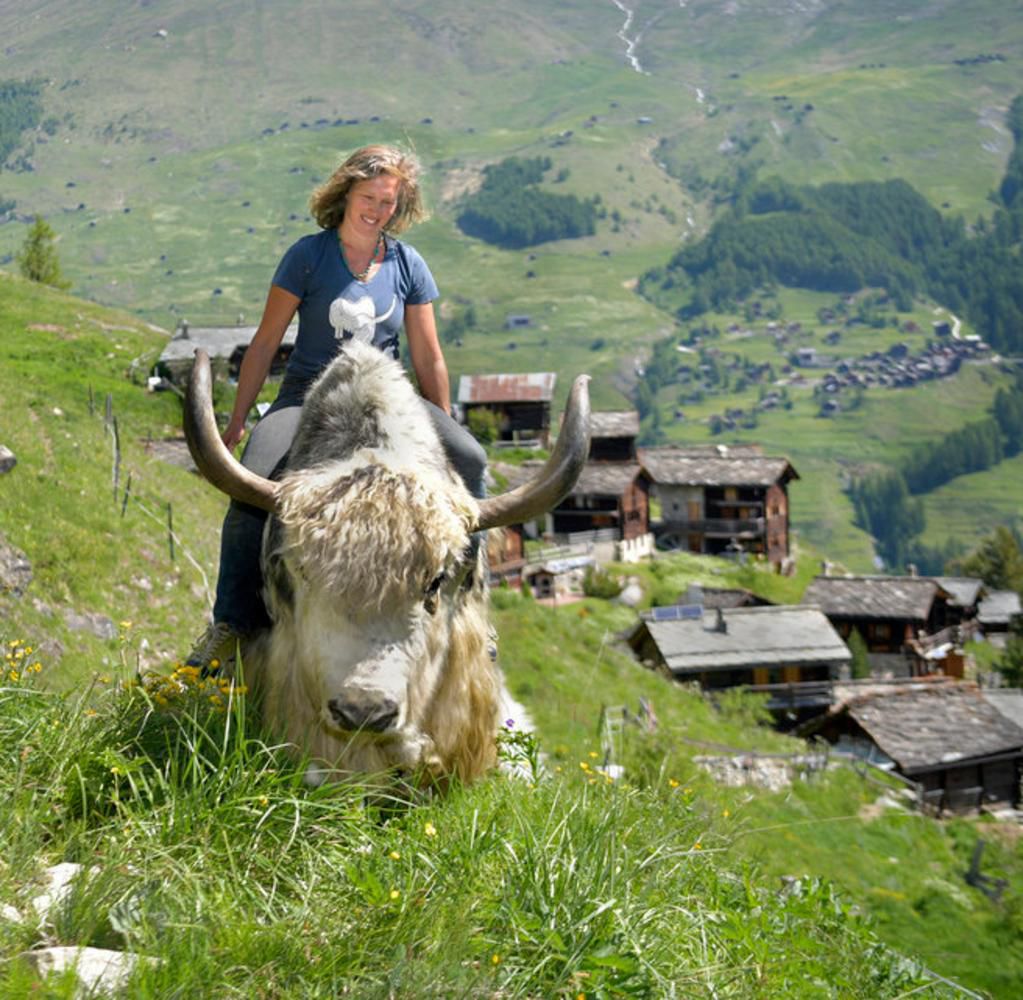 Le yak, une invitation au voyage intérieur. | 24 heures