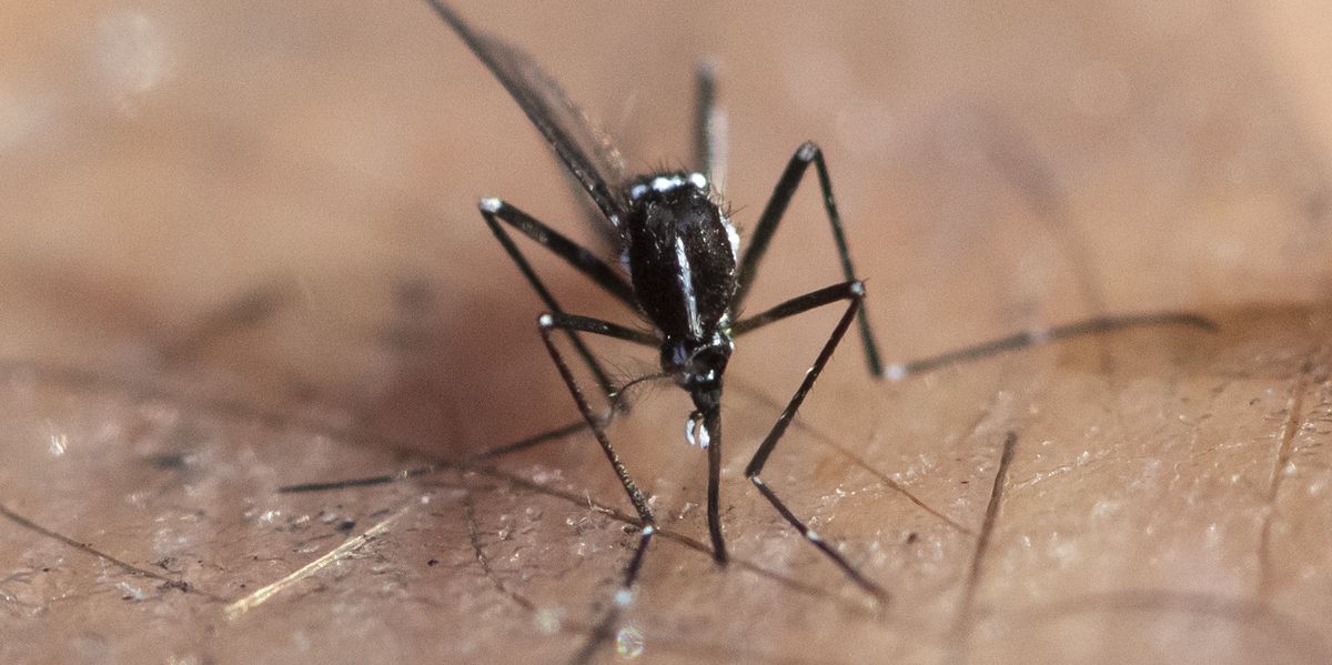 Tigermücken sind zurück in der Stadt Zürich: Was tun?