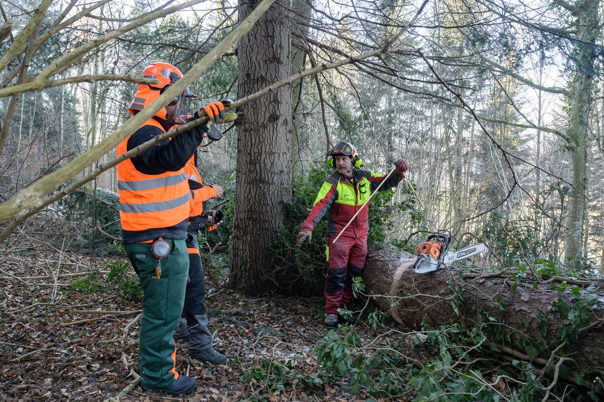 Wald in der Region Basel: Zum Klimawandel kommt der Fachkräftemangel ...