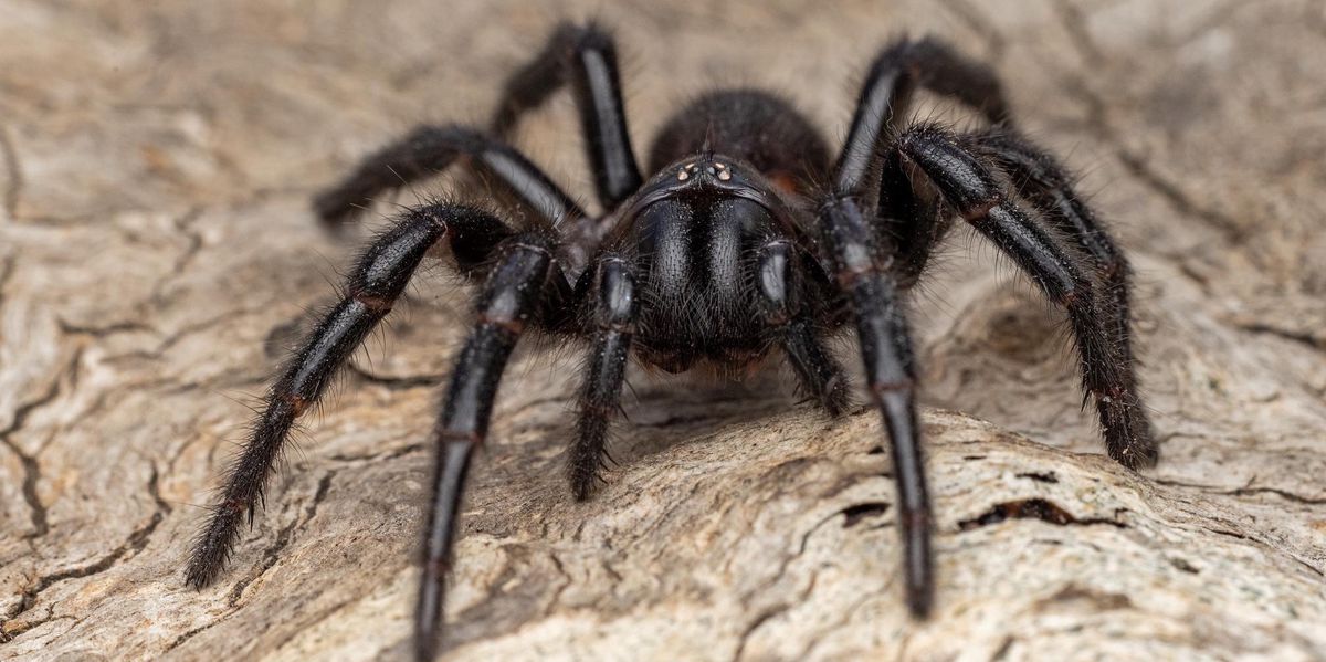 @bigtittygothegg porn was cleared with the PO from