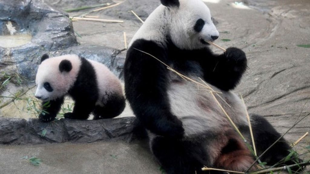Chine: Des mouchoirs en caca de panda - Le Matin