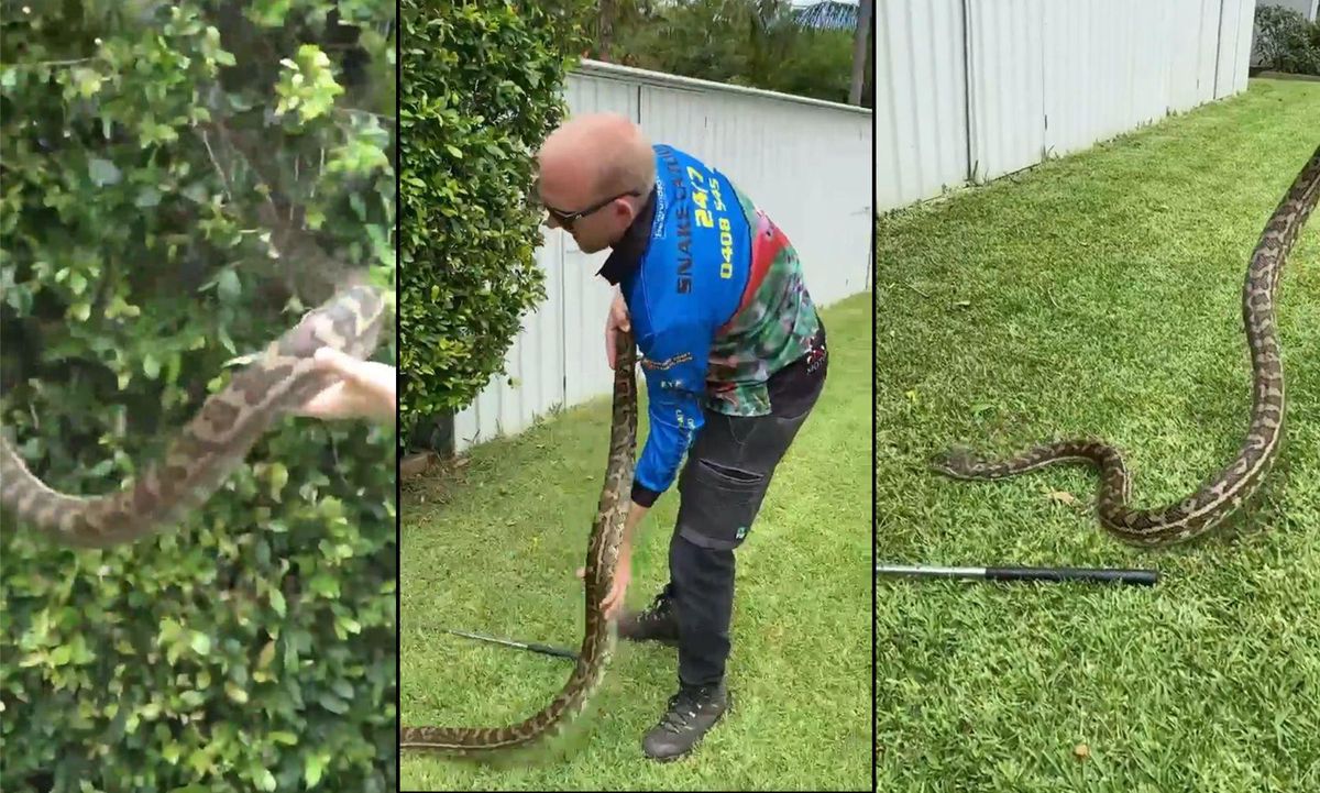 Australien – Gärtner entdeckte riesigen Python in der Hecke - L'essentiel