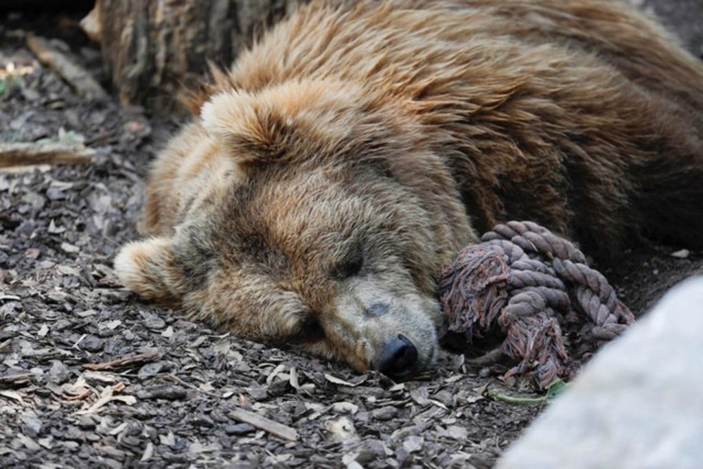 Animaux – Mort controversée d'un ours en Italie | Tribune de Genève