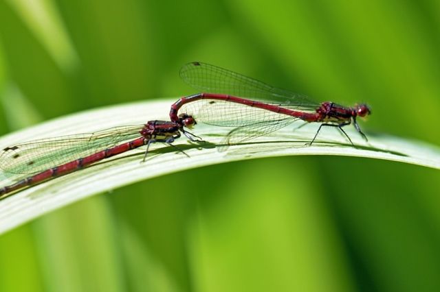 Exposition – Les libellules à l'honneur à Fribourg | Tribune de Genève