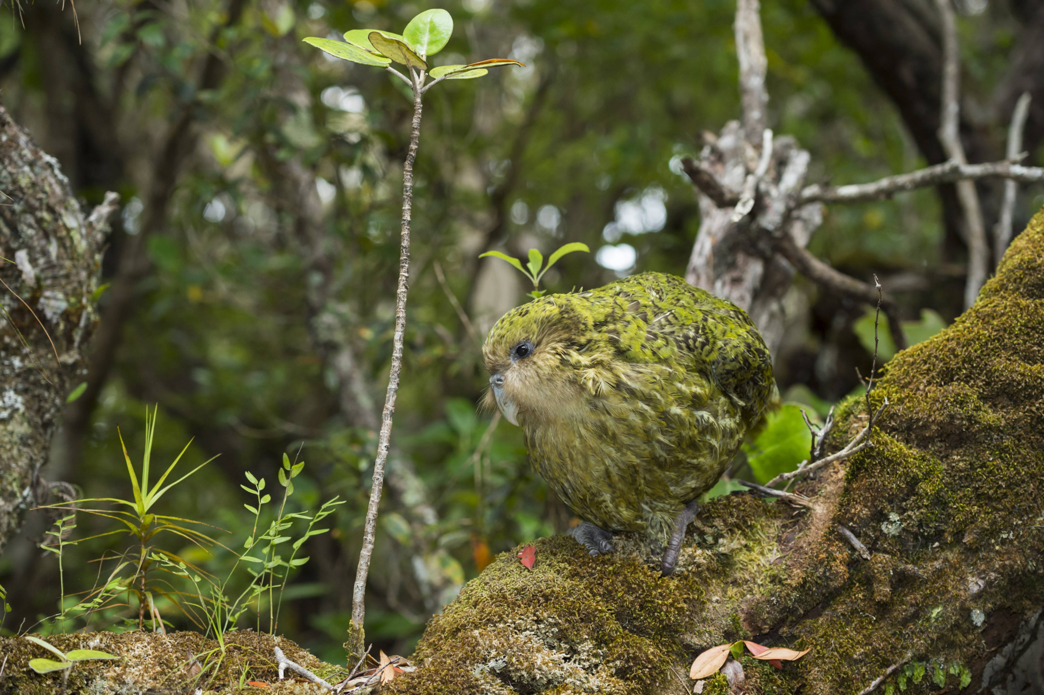 Kakapo: Neuseeland feiert Nachwuchs bei seltenstem Papagei