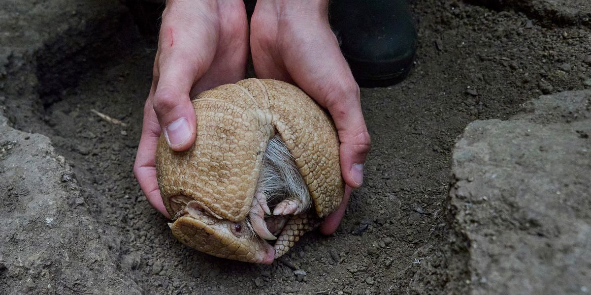 France: un tatou albinos est né au ZooParc de Beauval