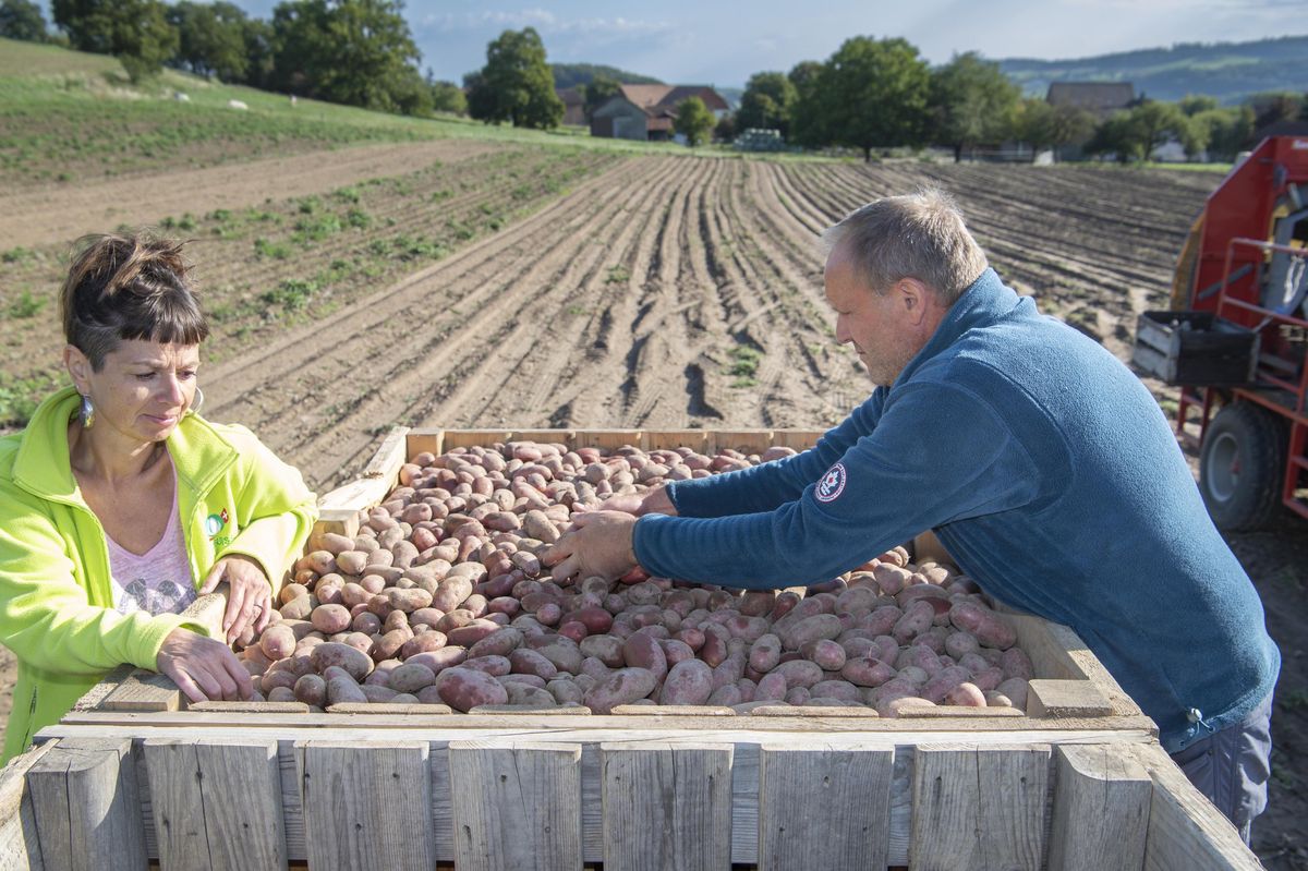 Récolte de pommes de terre: Opération de sauvetage pour 30 tonnes de ...