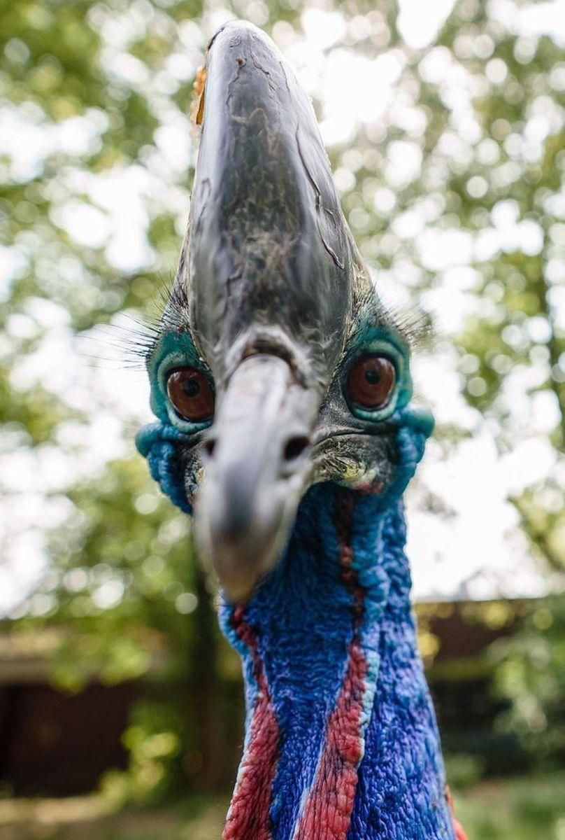 Seit 1970 – Seltener Vogel lebt seit über 50 Jahren alleine im Zoo - L ...