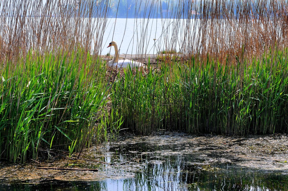 Les Grangettes pulluleront d’activités en 2024 | 24 heures