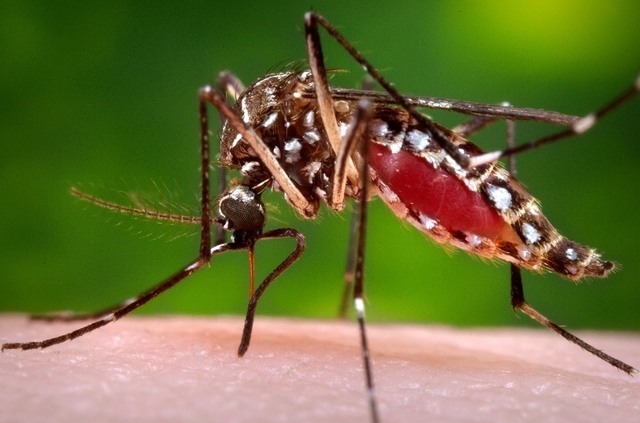 Le virus Zika signalé dans plusieurs pays