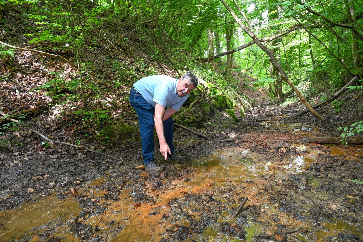 Alte Vergehen der Basler Chemie: Das Gift tritt aus dem Wald­boden, die ...