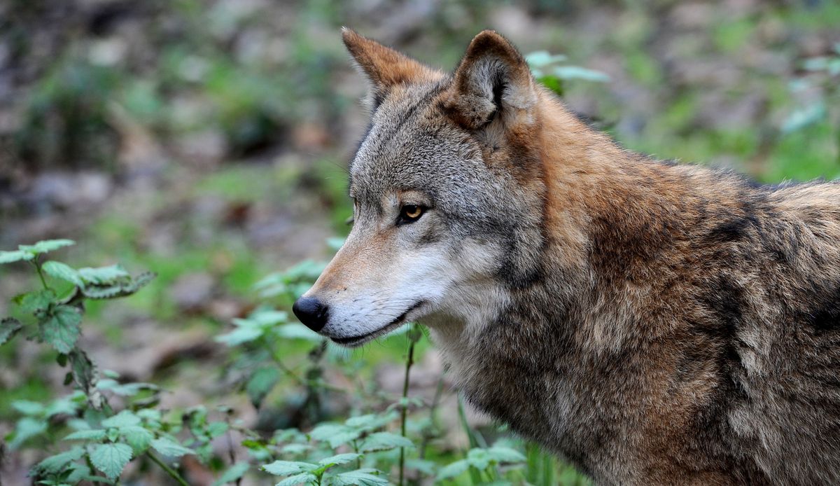 Wolf-Nachweis in Waldshut: «Wölfe im Allschwiler Wald? Das kann der ...