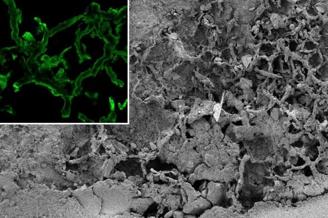 Science – Voici le plus vieux champignon du monde | 24 heures