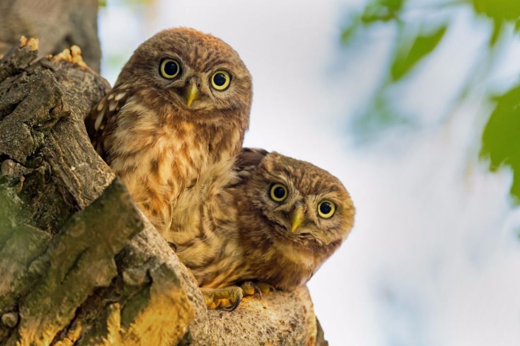 La chouette Chevêche d'Athéna revient en Suisse | Tribune de Genève