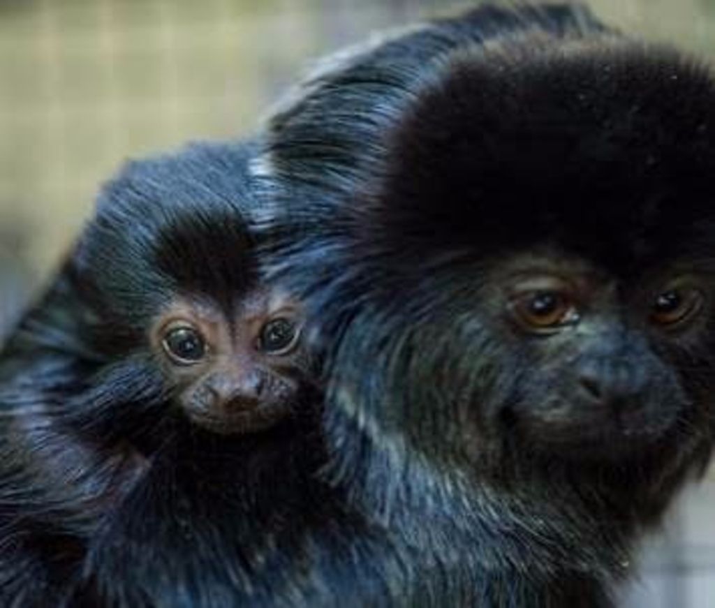 Nachwuchs im Affengehege | Der Bund