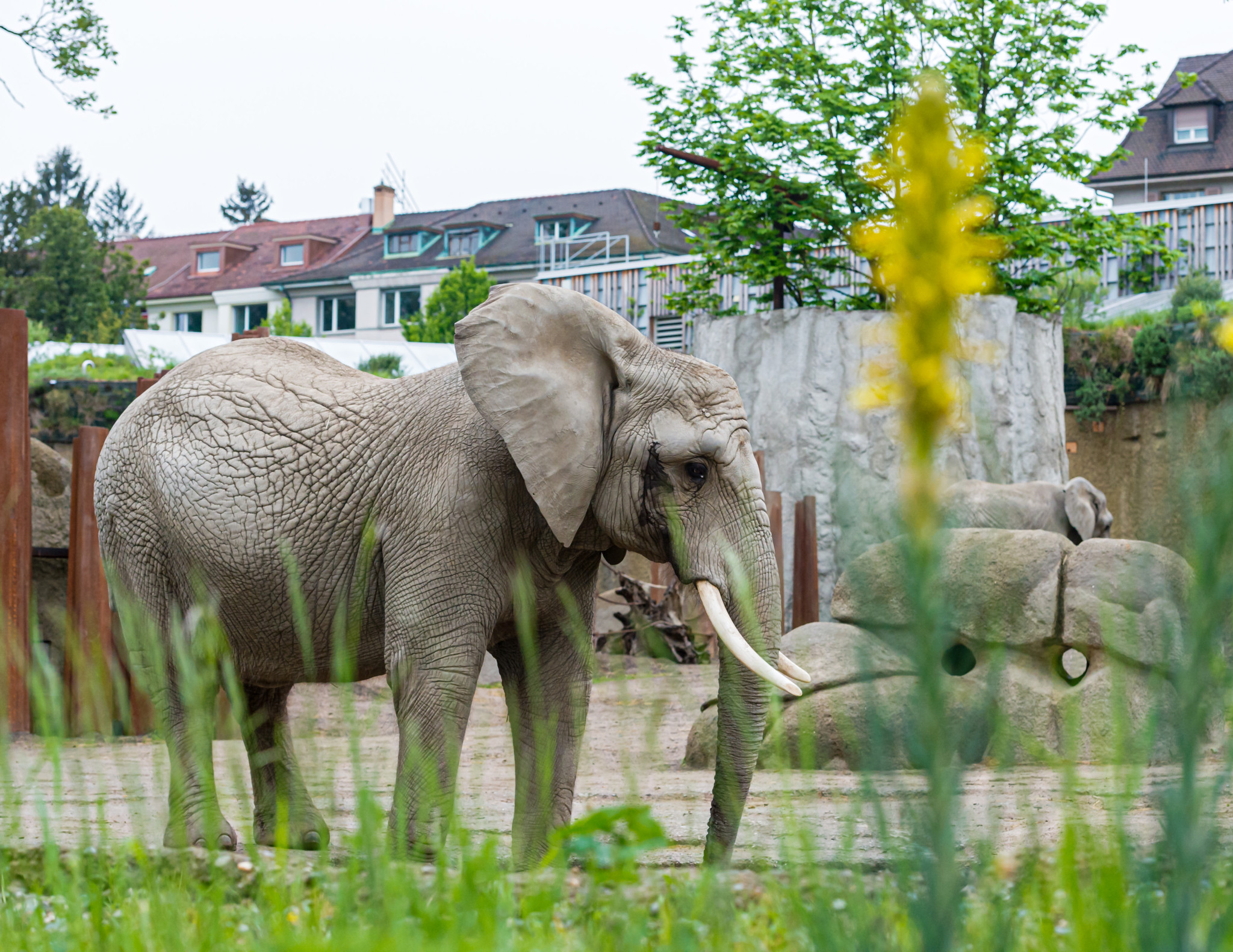 Basler Elefantenkuh geht es besser: Das tote Kalb könnte für immer in Heris Bauch bleiben ...